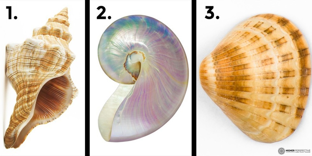 TEST: The shell you choose reveals a lot about your personality! Which ...
