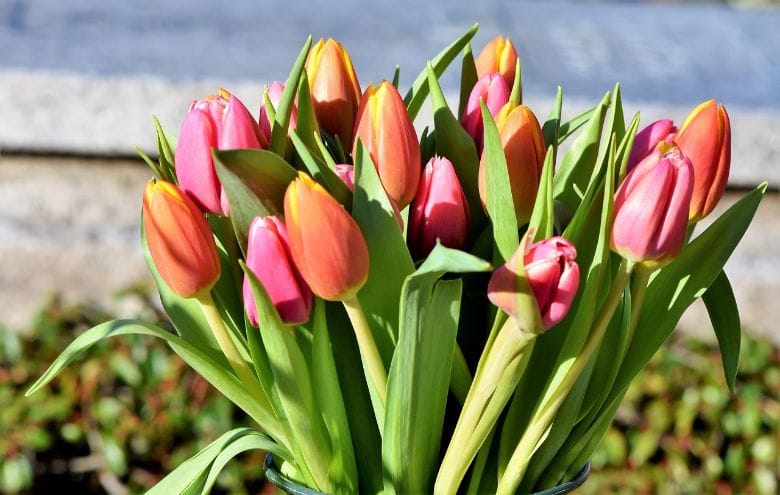 Tulips are in season! With THIS trick you'll prevent the tulips in your ...