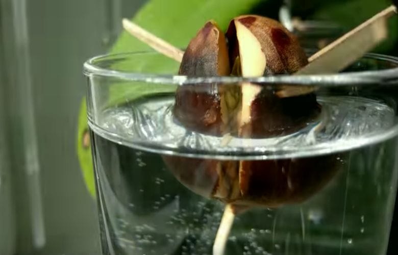 Stick a few skewers into an avocado pit and see what happens in this ...