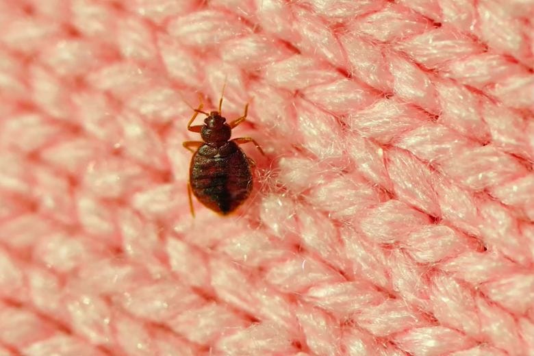 Got an itch? You might have bedbugs: these are the symptoms