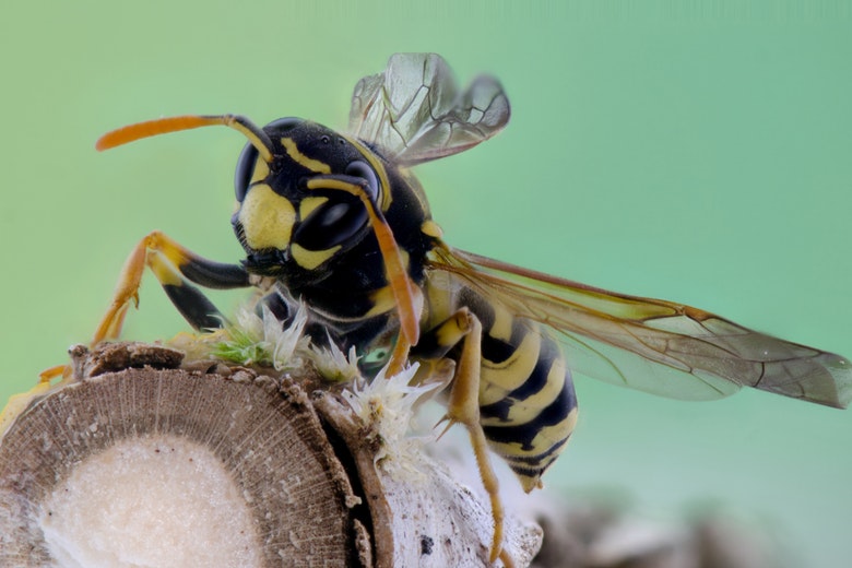 How to keep wasps at bay and prevent getting stung